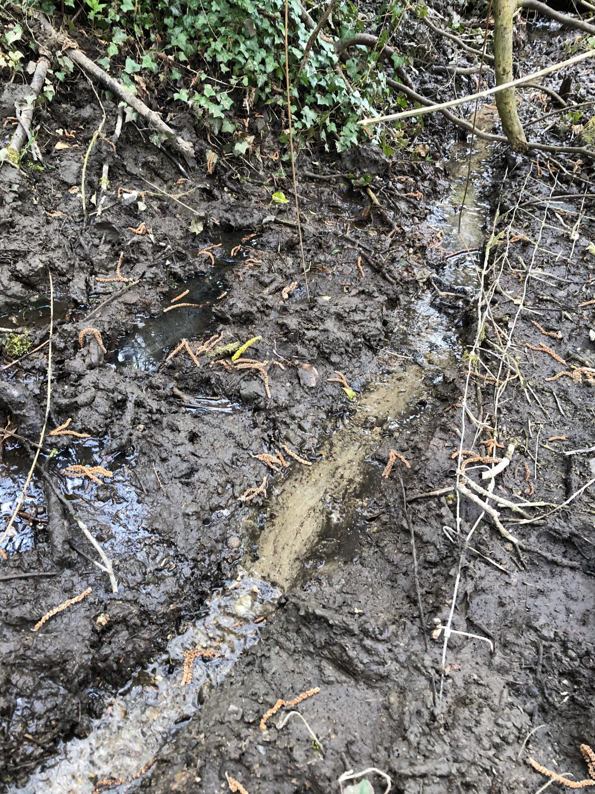 Wet paths – Toddington Countryside